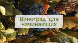 Сорта винограда для начинающих