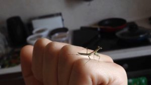 Hierodula Membranacea first L4 nymph