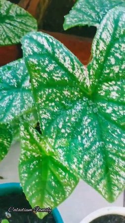 Caladium Family