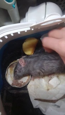 Лечение крысы 6 #ОПУХОЛИ#крыса#крыски#лечение#rats#fyp#shorts#pets#tumors#treatment#спасение#rescue