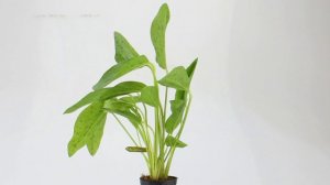 Dennerle Echindorus dschungelstar tornado no.14 - Aqua Essentials