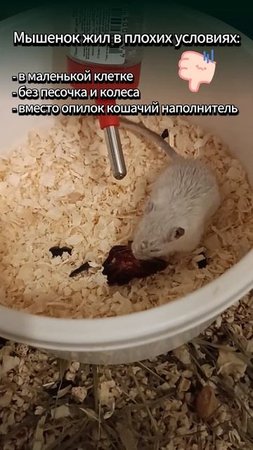 ПЕСЧАНКИ. Друг для Дымки #shorts #gerbil #песчанки #mouse #мыши #rat #крысы #грызуны