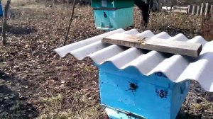 Харьков. Весенний облет пчел.