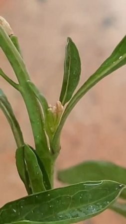 19.Mustard flowers கடுகு பூ