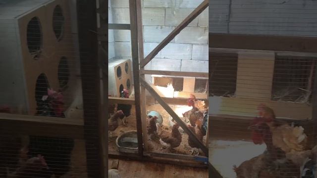 строим сарай своими руками. часть1