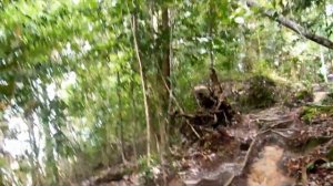 Kuching 24.3. – NP Bako: výlet džunglí (bzučení cikád)