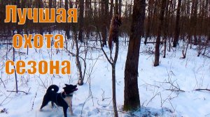 Охота с лайкой на КУНИЦУ/ Первый зверь с Айкой/ Добыли без выстрела.