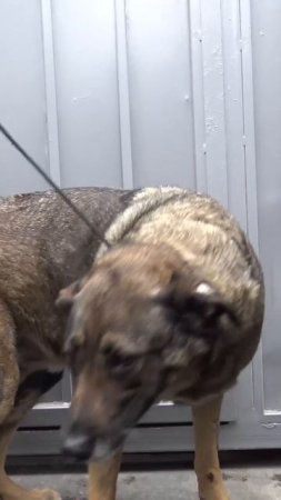 Abandoned #GermanShepherd cries like a human-full video: www.HopeForPaws.org ❤️ #dogs #rescue #love