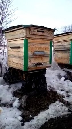 Весенний облёт пчел март 2019 ,Татарстан