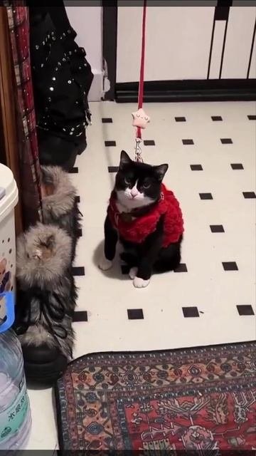 Этот кот не может сдерживать себя, когда видит еду