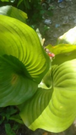 HERBAL BERDAUN TANAMAN HIAS TERNYATA UMBINYA OBAT DETOX. #shorts