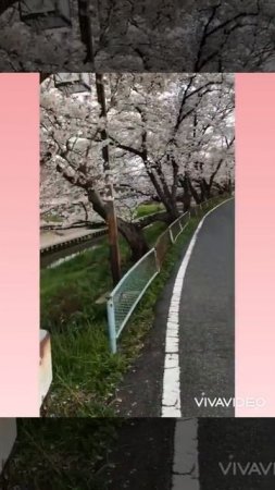 Sakura Sightseeing Japan|Gojo River|Spring time in Japan 2021|Cherry blossom Japan|Somei Yoshino