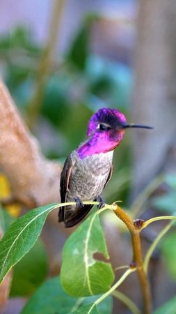 Bright Purple Hummingbird in Costa Rica