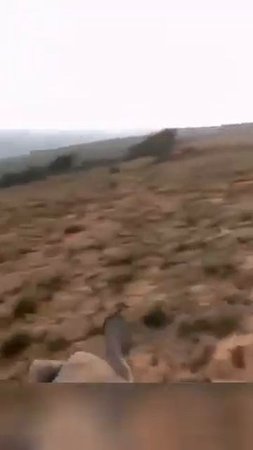 [Wild Animals Attack] Wildlife Struggle for Existence 🦏 🥰 wildlife rhino