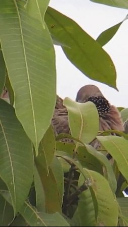 Two doves are hiding in a tree 💕#shorts #birds #Animal