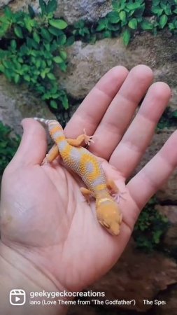 Mandarin Tangerine Albino Tremper Leopard Gecko "Chrerio" 🐆 #gecko #leopardgecko #lizard #reptile