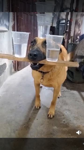 Умеет, могёт 😂