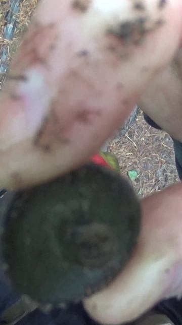 Медная пуговица  #клад #metaldetecting #копатель #коп
Смотрите полное видео на канале