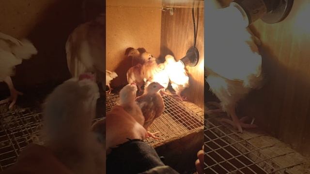 наши подрощенные в брудере цыплята