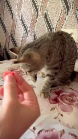 Кошка-Флора ест арбуз:) летние архивы