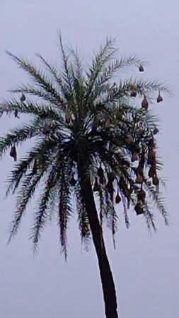 Palm tree full of stitching bird nest