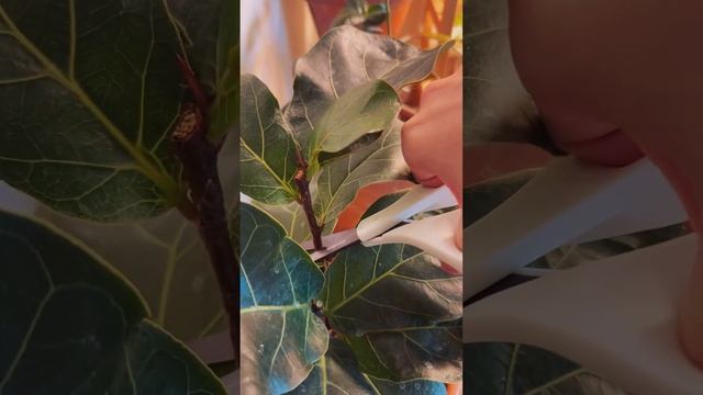 Ficus Lyrata Bambino (Dwarf Fiddle Leaf Fig) #plant #water #propagation