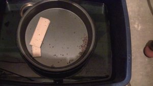 Can Bed Bugs Climb Teflon and Glass?