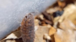 drinking and mating behavior in p. scaber isopods