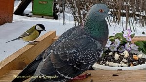 Разнообразие птиц на кормушке - Сойка уронила камеру (05.01.2025 г.)