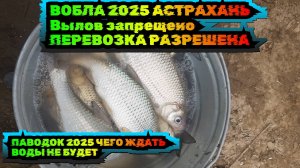 ВОБЛА 2025 в Астрахани как ВЫВОЗИТЬ! Паводок на НИЖНЕЙ ВОЛГИ в 2025 году НЕ БУДЕТ!