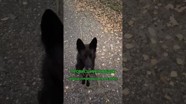 Движение на провисшем поводке