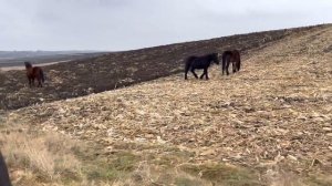 Коні Ваговози. Загнали Коней Додому.Наша Гордість!🔥🔥🔥🔥🐴🐴🐴