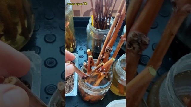 Как вырастить саженцы винограда из черенков 🍇 Как укоренить черенки винограда 🍇 Виноградарство 🍇