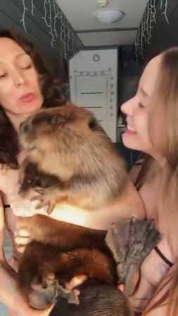 Звуки бобра