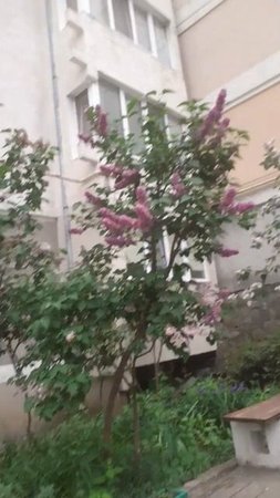 Цветёт сирень