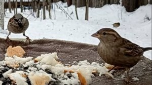 На кормушку прилетели Воробьи, Большие Синицы, Лазоревки и Сойки (06.01.2025 г.)