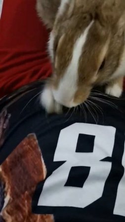 Cute Snowball theRabbit tummy scratch #shorts #rabbit #pet #cuterabbit #cutepet #rabbitskills
