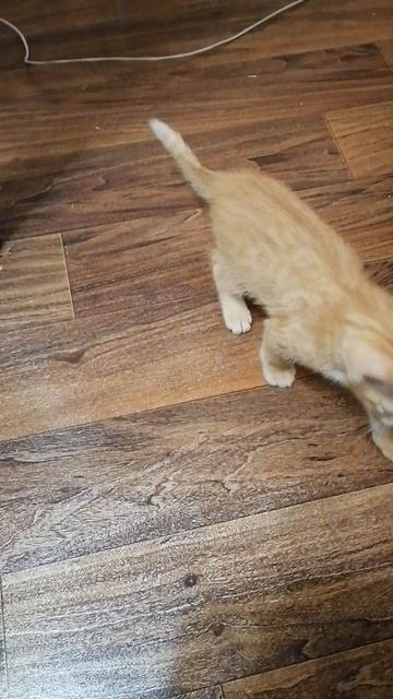 Мурзик первый день у нас:  играет, осмелел