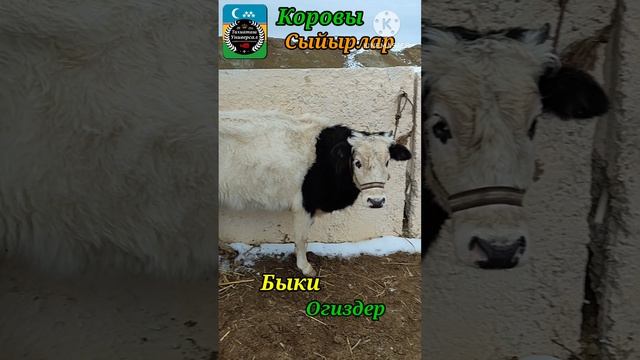 24-02-2025 СКОТНЫЙ РЫНОК