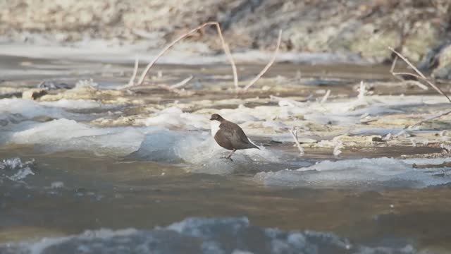 Заметки кавказского натуралиста. 12.02.25 Ессентуки
