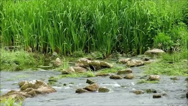 Сура 97 Предопределение