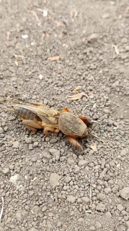 Медведка в огороде #animals #огород #медведка #рассадехана