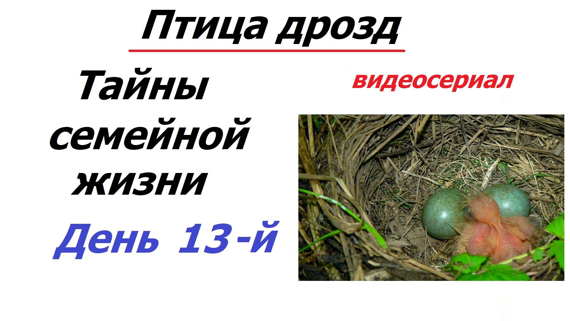 История одной птичьей семьи. День 13-й. Сериал