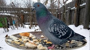 На кормушку прилетели Большаки, Воробьи, Голуби, Сойки и Лазоревки (06.01.2025 г.)