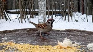 На кормушку прилетели Большаки, Воробьи и Лазоревки (06.01.2025 года)