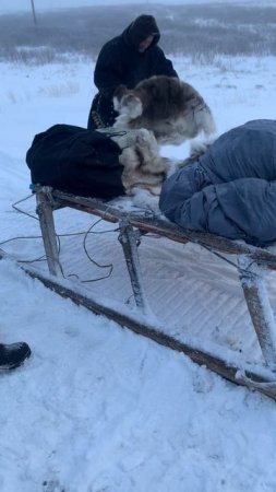 Путешествие в большеземельскую тундру. 2024 год. Правильно уложил вещи в нарты, считай уже приехал)