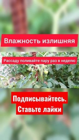 Не испортите томаты после всходов! Частые ошибки #огород #сад #лайфхаки #рассада