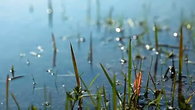 Сура 100 Скачущие