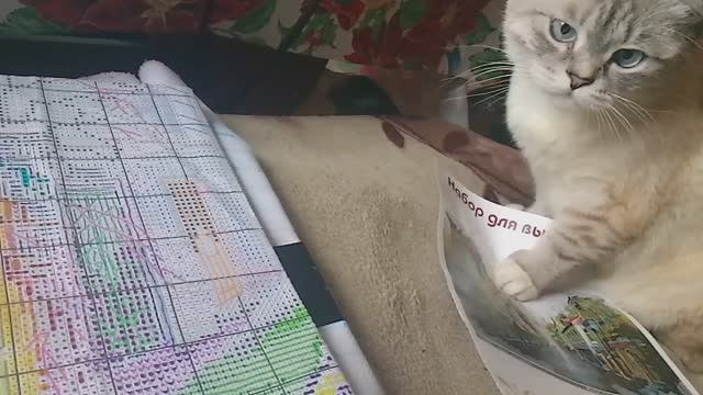 Отчет по вышивке  за неделю №16 (10/02/2025--16/02/2025)