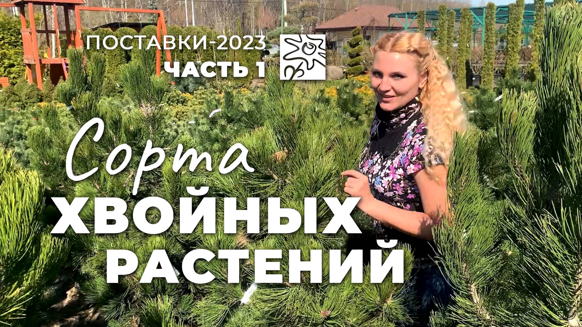 Хвойные растения в Ромашкино парк: выпуск 1